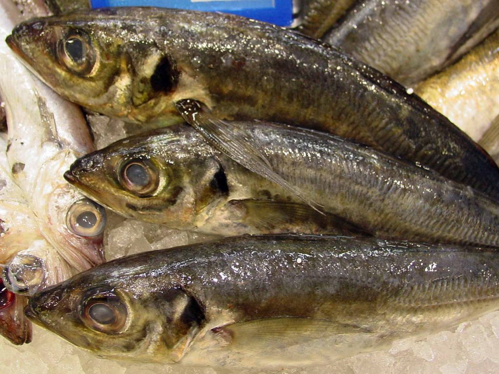 Horse mackerel fish | Producteur exportateur Chinchard Maroc