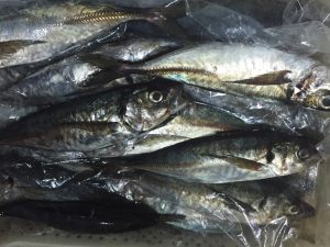 Poisson Chinchard Maroc | Adam Seafood Producteur et exportateur de ...