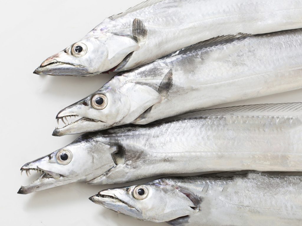 Poison Sabre Maroc | Adam Seafood Producteur et exportateur de Poison ...