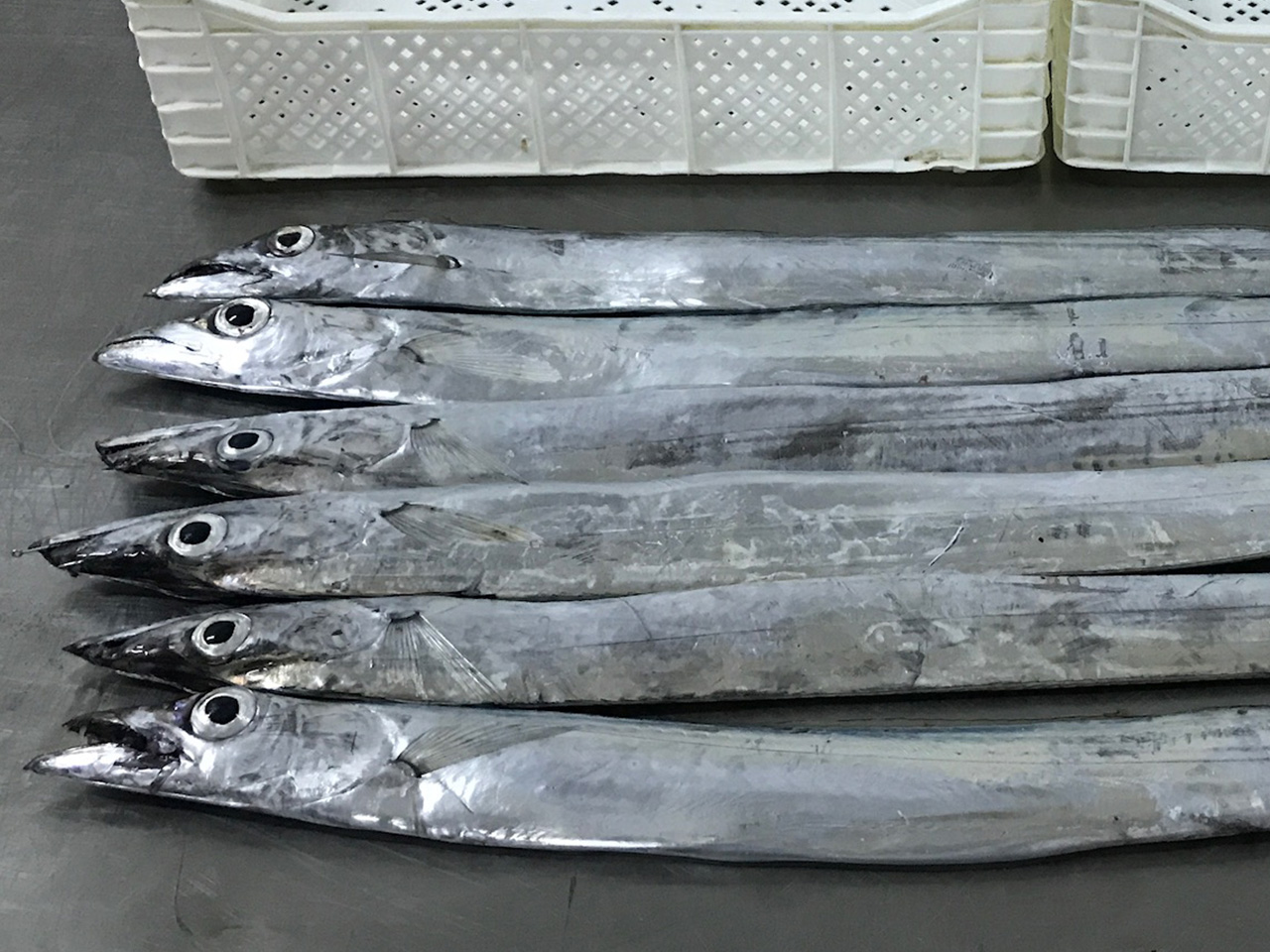 Poison Sabre Maroc | Adam Seafood Producteur et exportateur de Poison ...